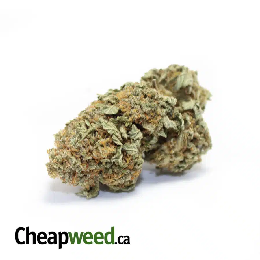 Buy Bulk BC Bud AAA+ Strain - Cheap Weed Pounds & Reviews