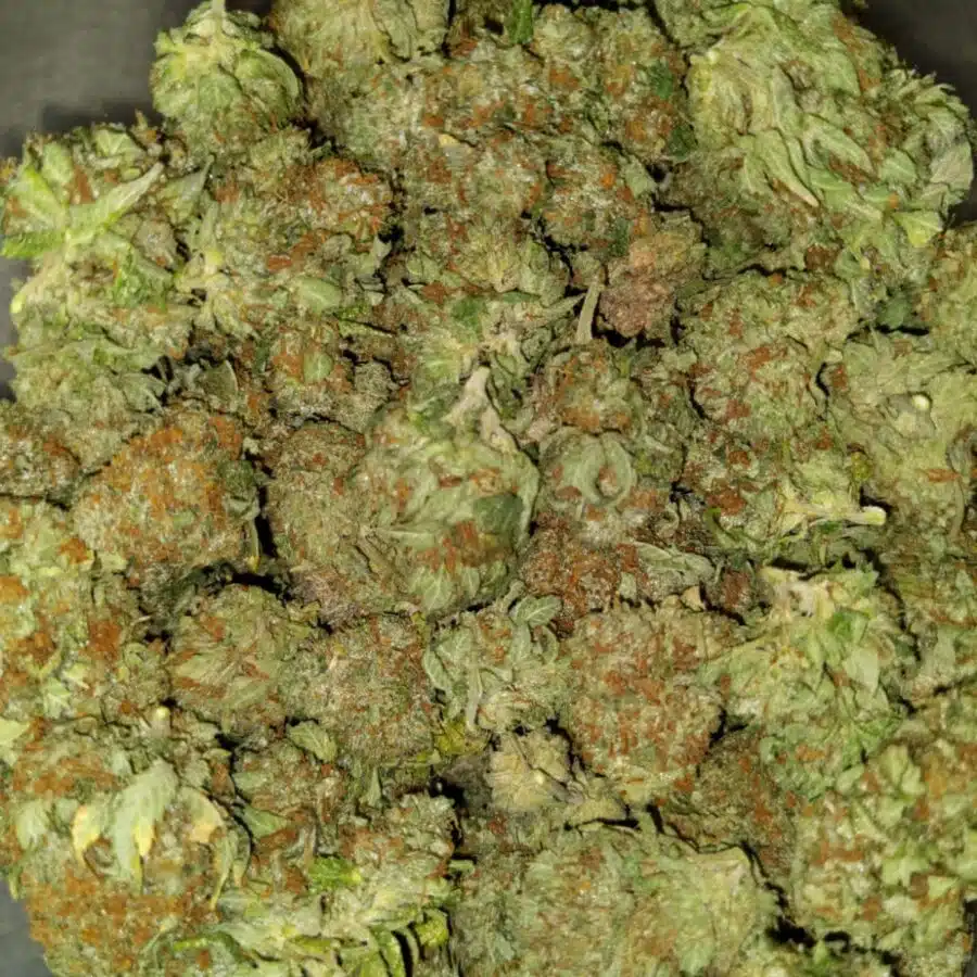 Buy Bulk $119 Oz - Girl Scout Cookies Strain - Cheap Weed Pounds & Reviews