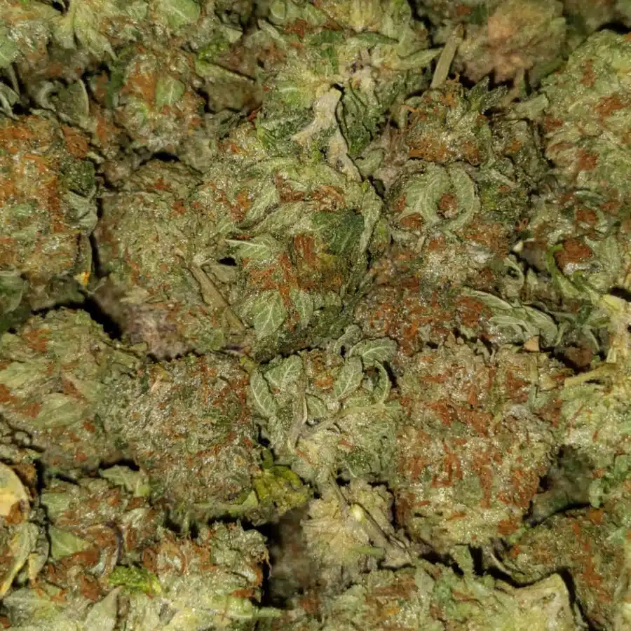 Buy Bulk $119 Oz - Girl Scout Cookies Strain - Cheap Weed Pounds & Reviews