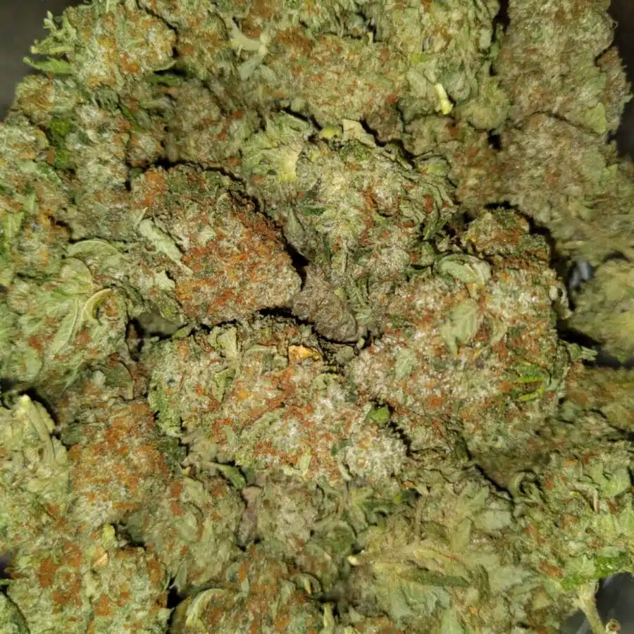 Buy Bulk $119 Oz - Girl Scout Cookies Strain - Cheap Weed Pounds & Reviews