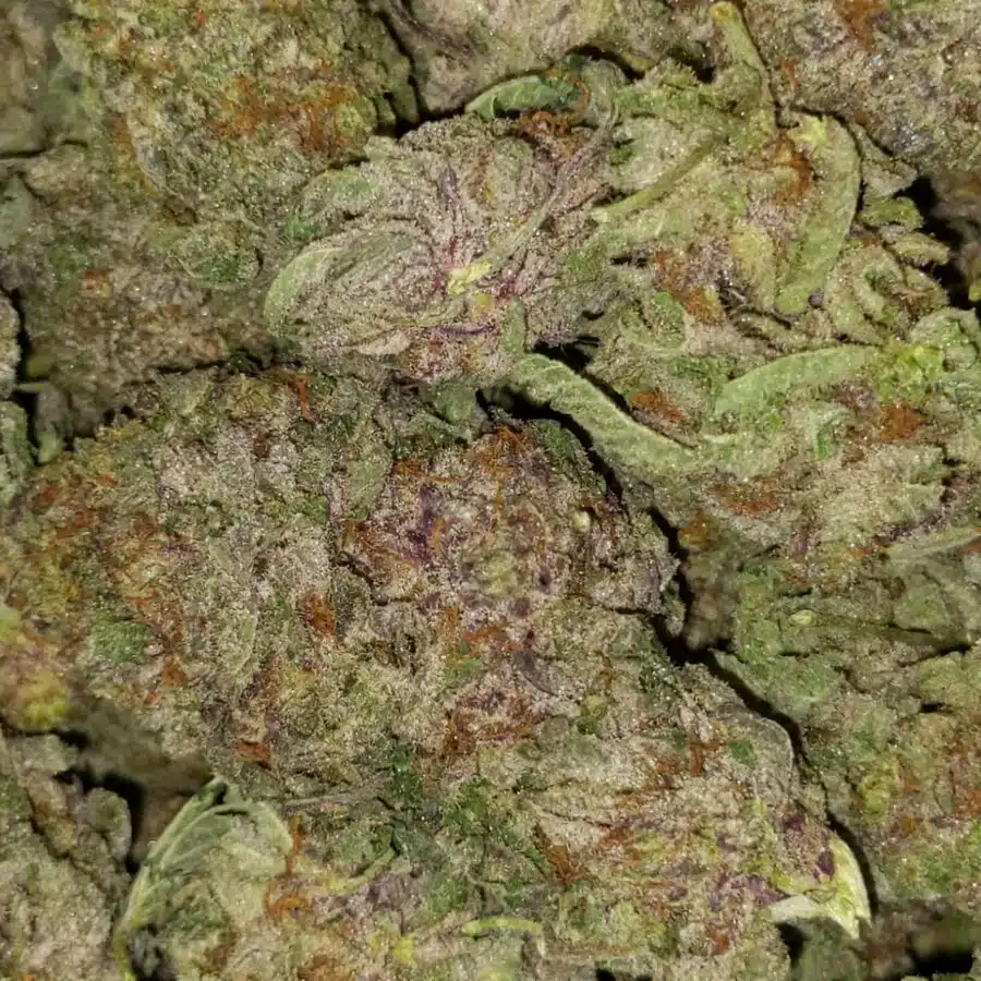Buy Bulk $119 Oz - Purple Haze Strain - Cheap Weed Pounds & Reviews