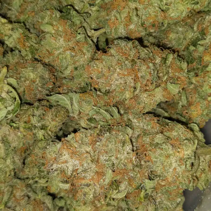 Buy Bulk $88 Oz - Blueberry Pie Strain - Cheap Weed Pounds & Reviews