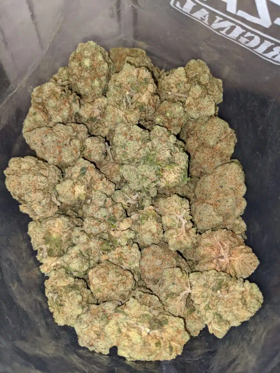 Buy Bulk Apple Pie - *Deal Of The Day* Strain - Cheap Weed Pounds & Reviews
