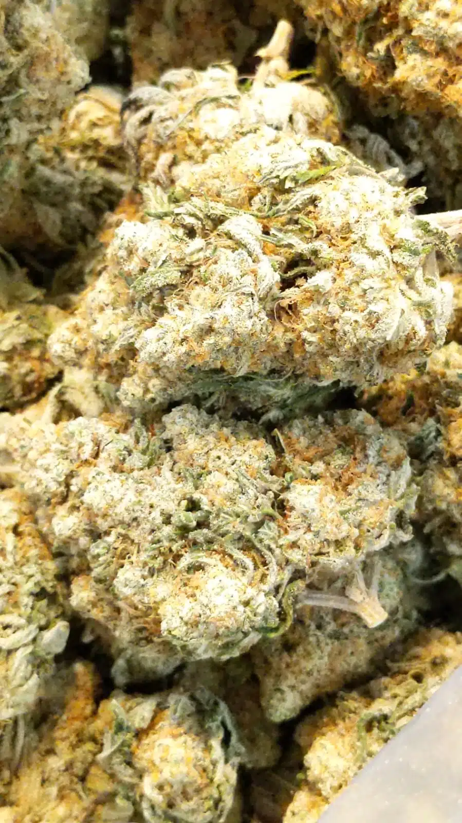 Buy Bulk $99 Oz - Lemon Kush x Vortex Strain - Cheap Weed Pounds & Reviews
