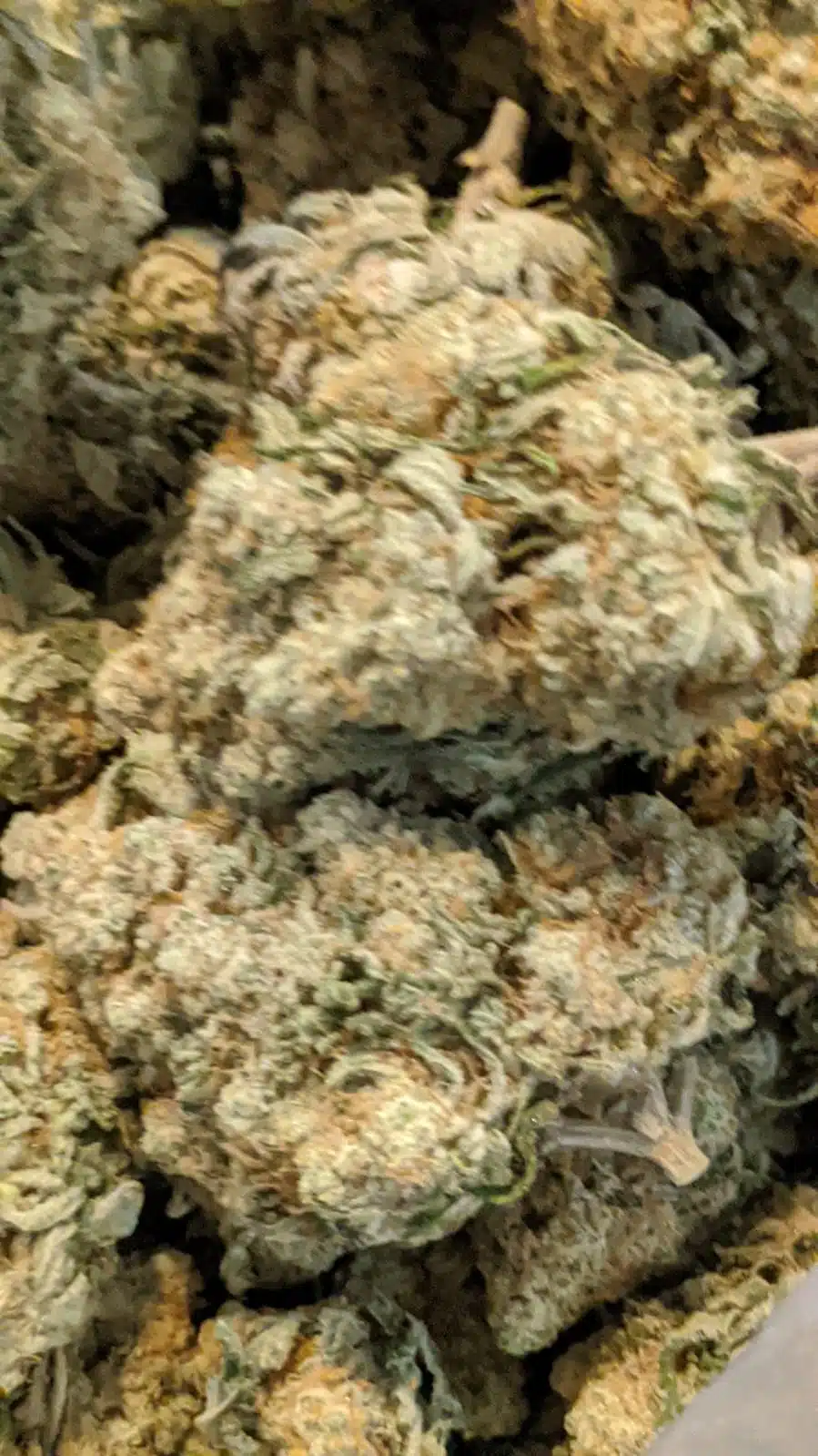 Buy Bulk $99 Oz - Lemon Kush x Vortex Strain - Cheap Weed Pounds & Reviews