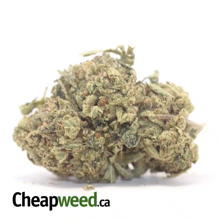 Buy Bulk Green Dream XMAS Special Strain - Cheap Weed Pounds & Reviews