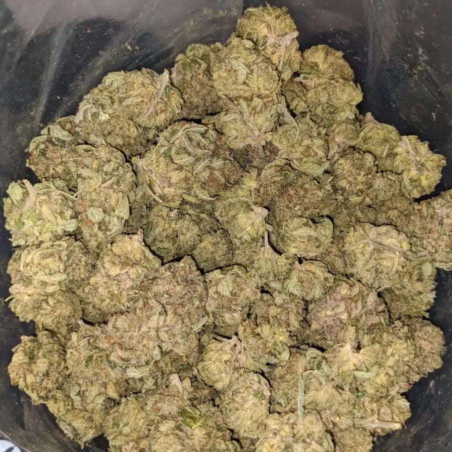 Buy Bulk Green Dream XMAS Special Strain - Cheap Weed Pounds & Reviews