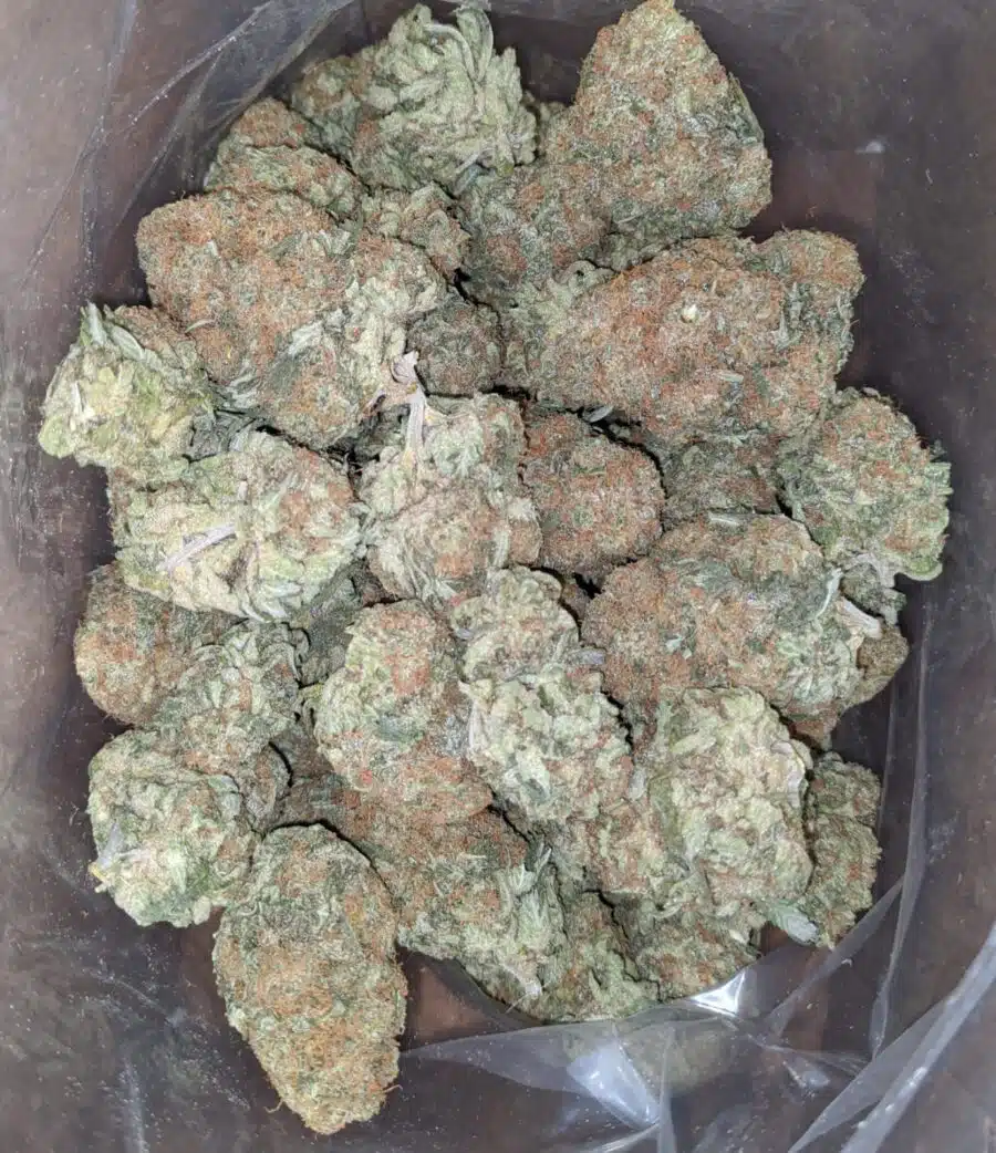 Buy Bulk Exodus Cheese Strain - Cheap Weed Pounds & Reviews