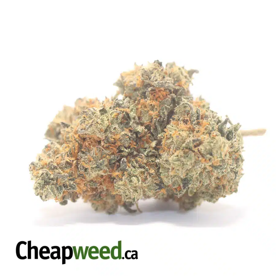 Buy Bulk Jack Diesel Strain - Cheap Weed Pounds & Reviews