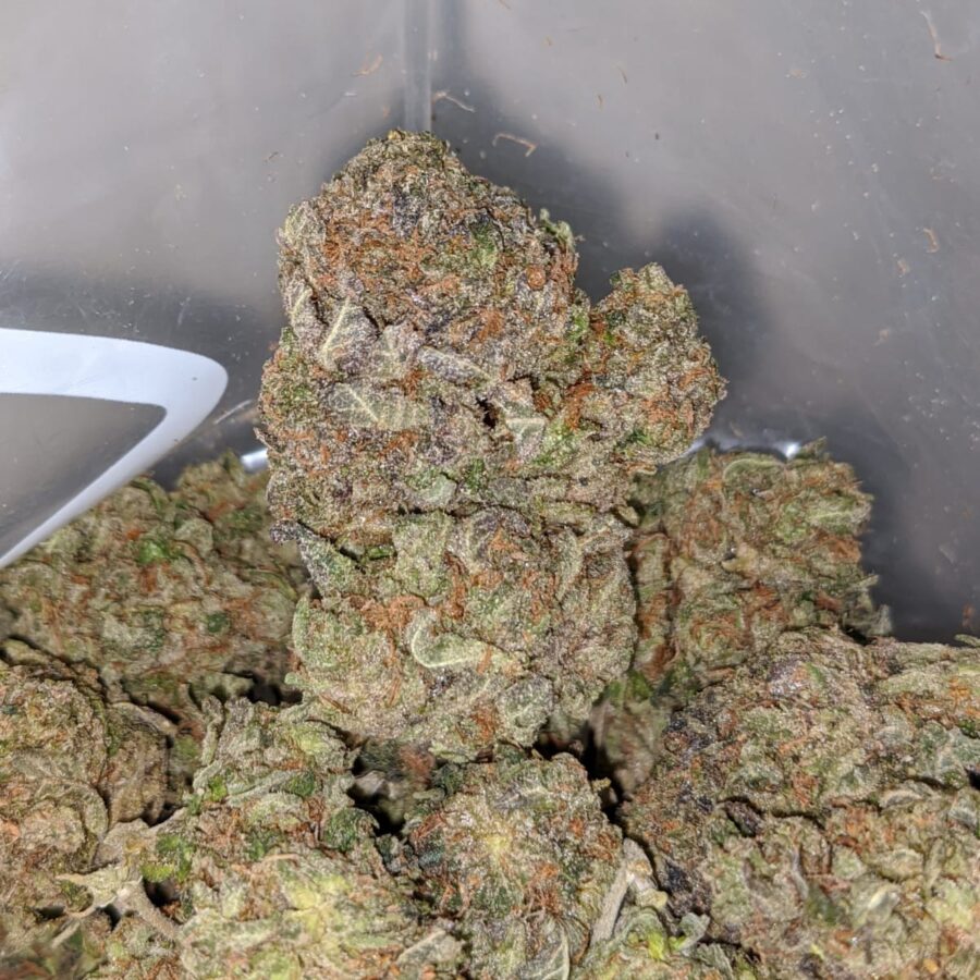 Buy Bulk Afghani Kush Strain - Cheap Weed Pounds & Reviews