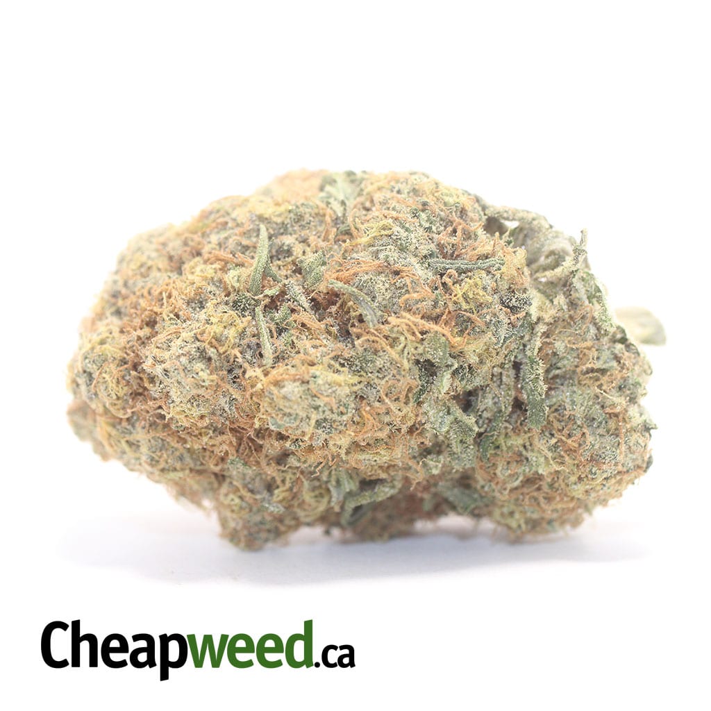 Buy Bulk OG Cheese Strain - Cheap Weed Pounds & Reviews