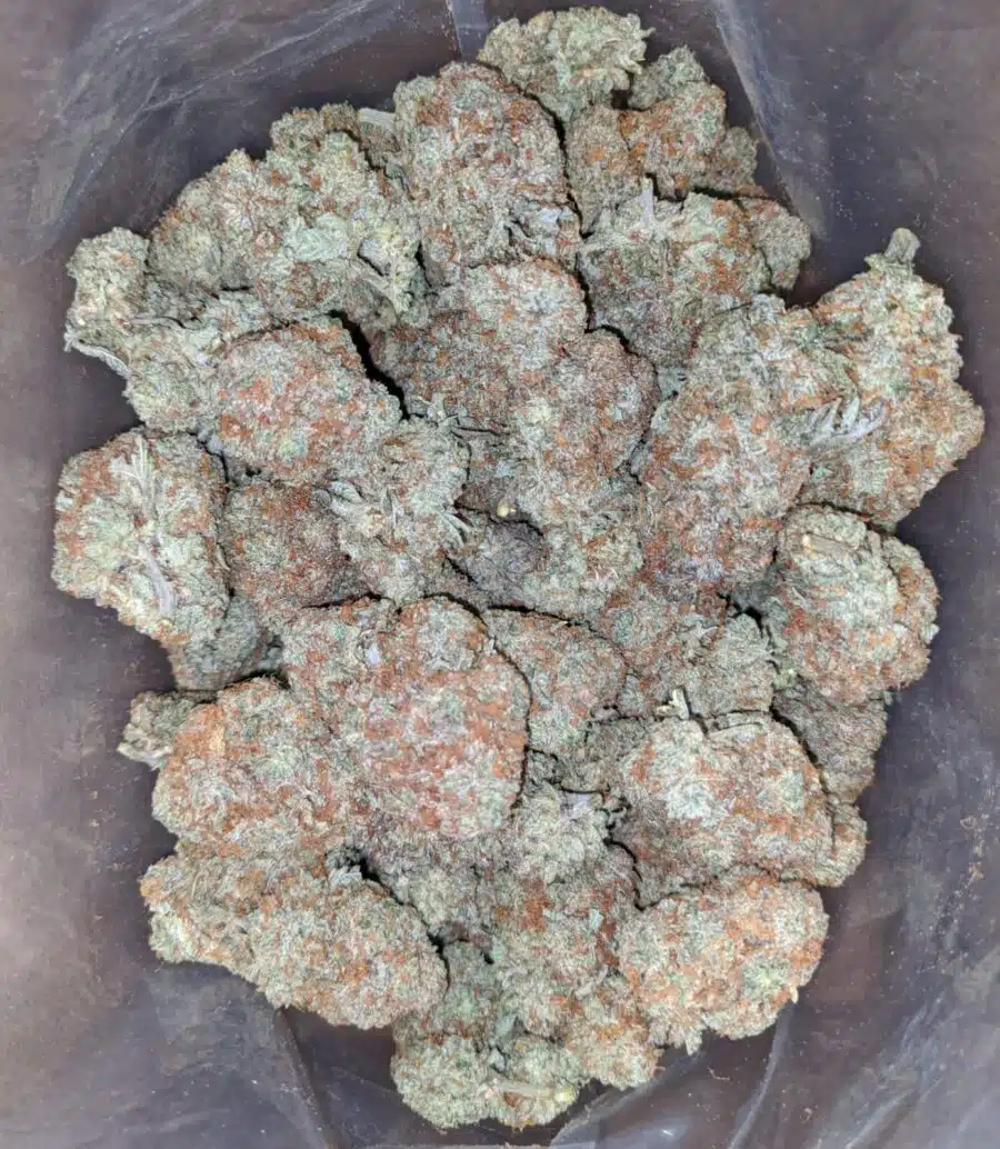 Buy Bulk $ 60 Oz - Italian Ice Strain - Cheap Weed Pounds & Reviews