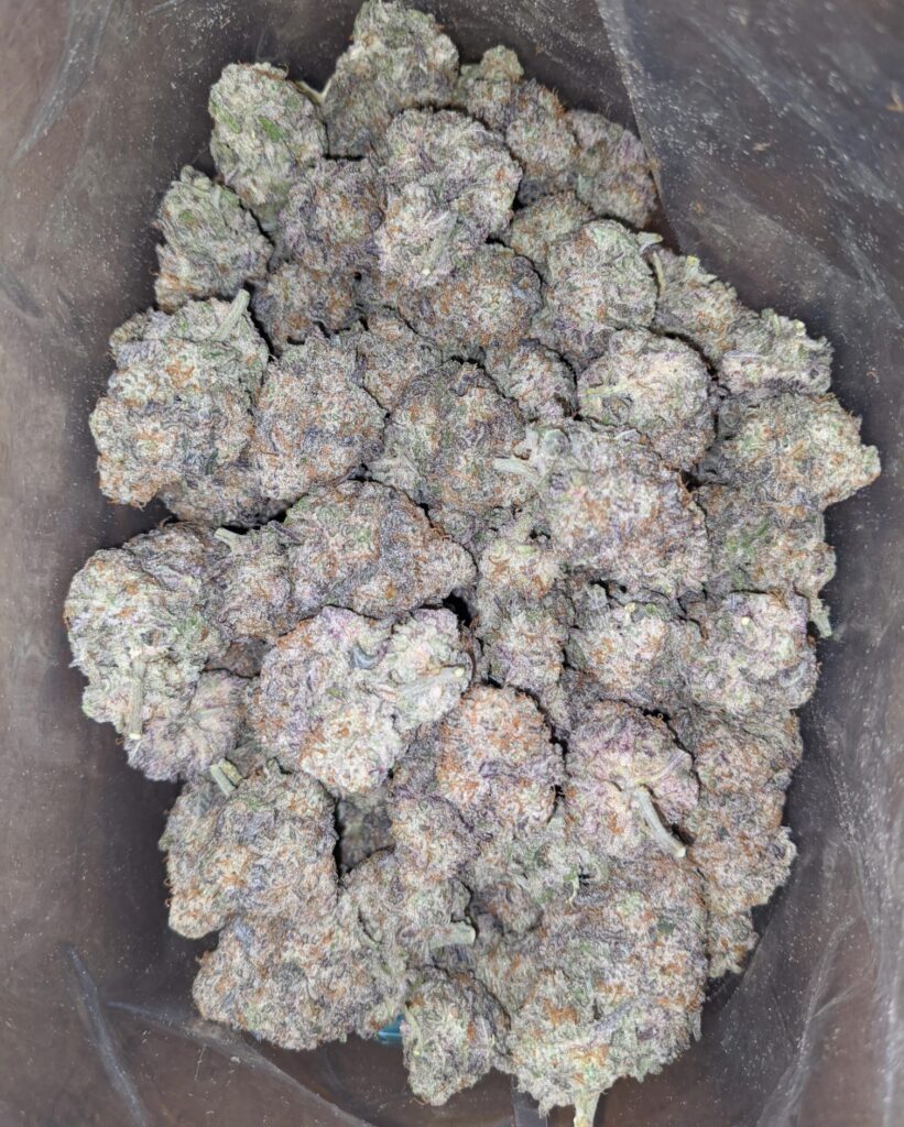 Buy Bulk Miracle Alien Cookies Strain - Cheap Weed Pounds & Reviews