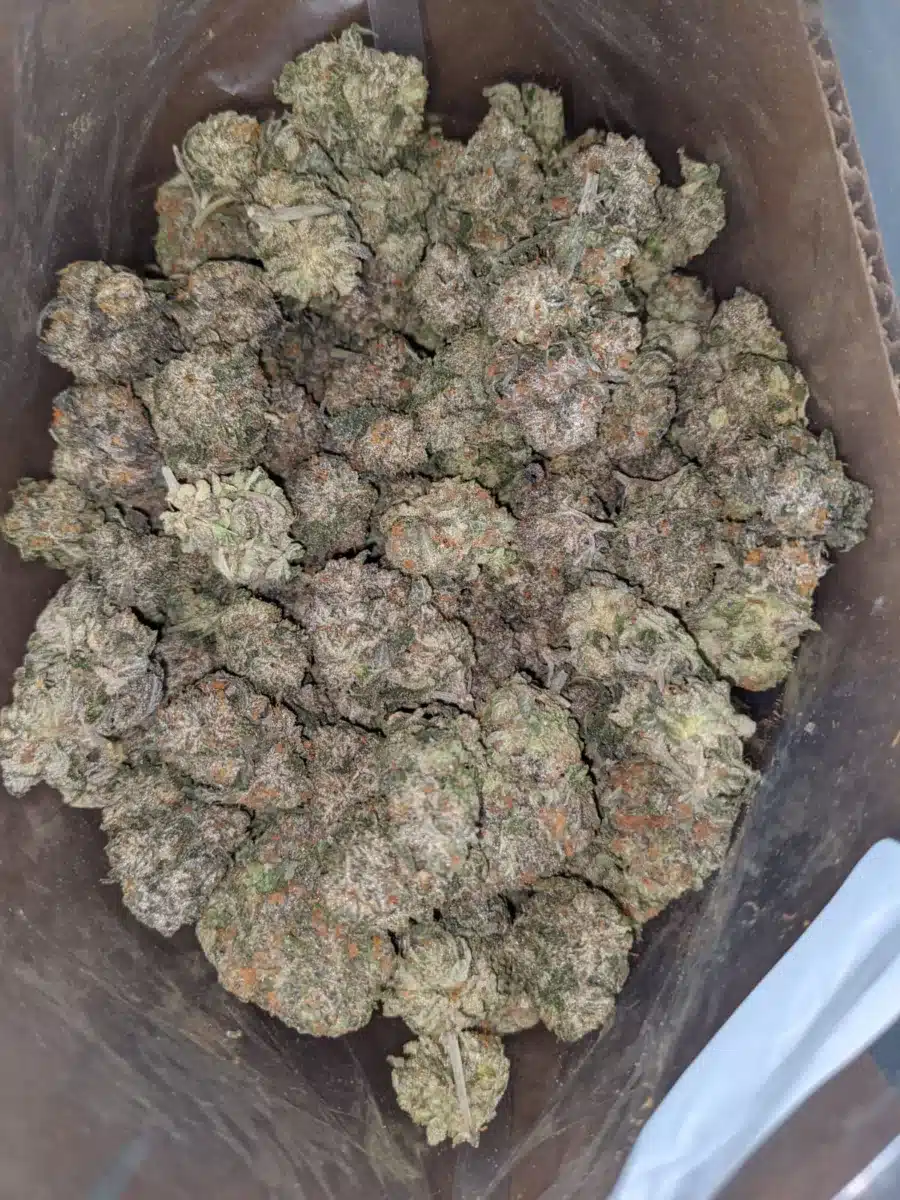Buy Bulk $ 42 Oz - Runtz Strain - Cheap Weed Pounds & Reviews