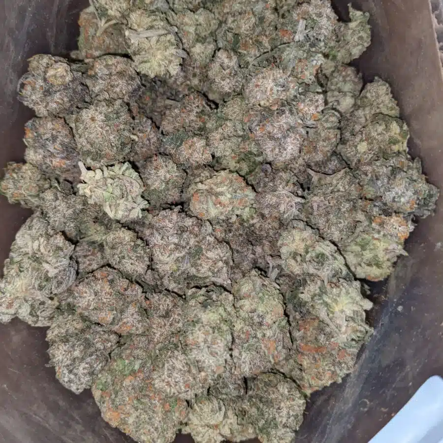 Buy Bulk $ 42 Oz - Runtz Strain - Cheap Weed Pounds & Reviews