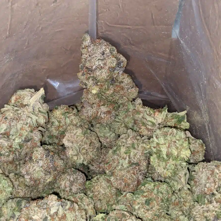 Buy Bulk Sensi Star Strain - Cheap Weed Pounds & Reviews