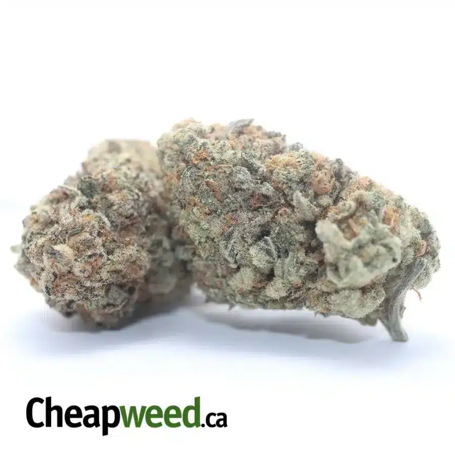 Buy Bulk Weed Online at Cheap Weed | Canada's #1 Dispensary