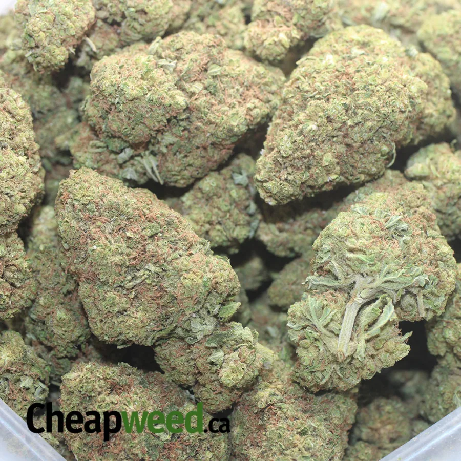 Buy Bulk Gorilla Bomb Strain - Cheap Weed Pounds & Reviews