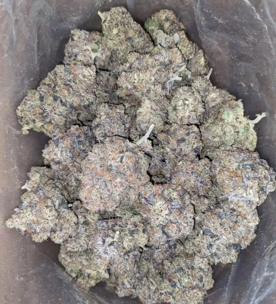Buy Bulk Purple Hindu Kush Strain - Cheap Weed Pounds & Reviews